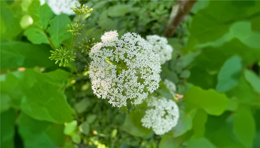 Herb Profile: Dong Quai (Angelica sinensis) – Happy Herb Co