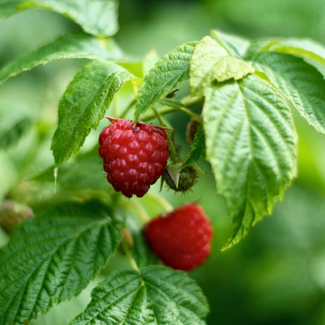 Herb Profile: Raspberry Leaf (Rubus idaeus) – Happy Herb Co
