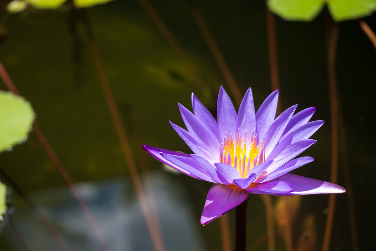 Blue Lily (Nymphaea caerulea) Dried Whole Flower Herb | Mystic Herbs ...