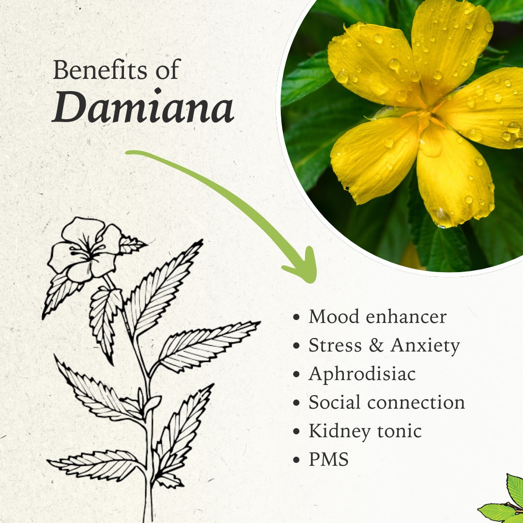 Damiana Delight Tincture – Happy Herb Co