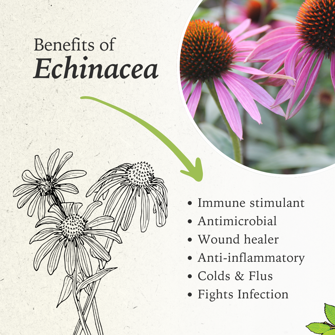 Echinacea Root – Happy Herb Co
