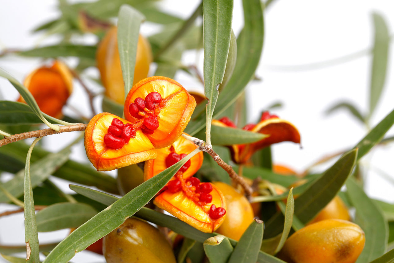 Gumbi Gumbi (Pittosporum angustifolium) Dried Herb Vege Capsules | Shop ...