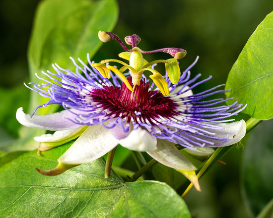 Happy Herb Co | Herbs for Health & Wellness