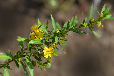 Sinicuichi - Sun Opener (Heimia salicifolia) Dried Herb | Mystic Herbs ...
