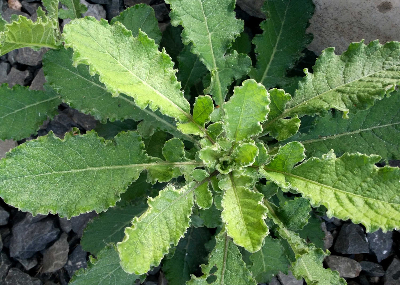 Wild Lettuce (Lactuca virosa) Dried Herb | Mystic Herbs | Shop at Happy ...