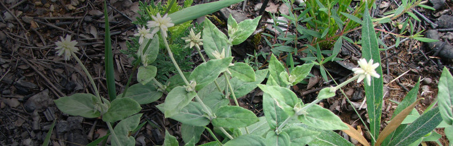Suma (Pfaffis paniculata) Dried Herb Powder | Shop at Happy Herb Co